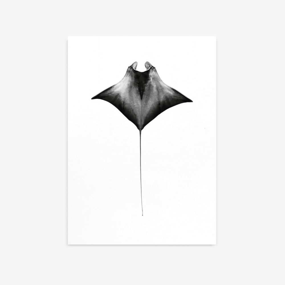Minimalist Manta Ray Art Print | Black & White Ocean Wall Decor